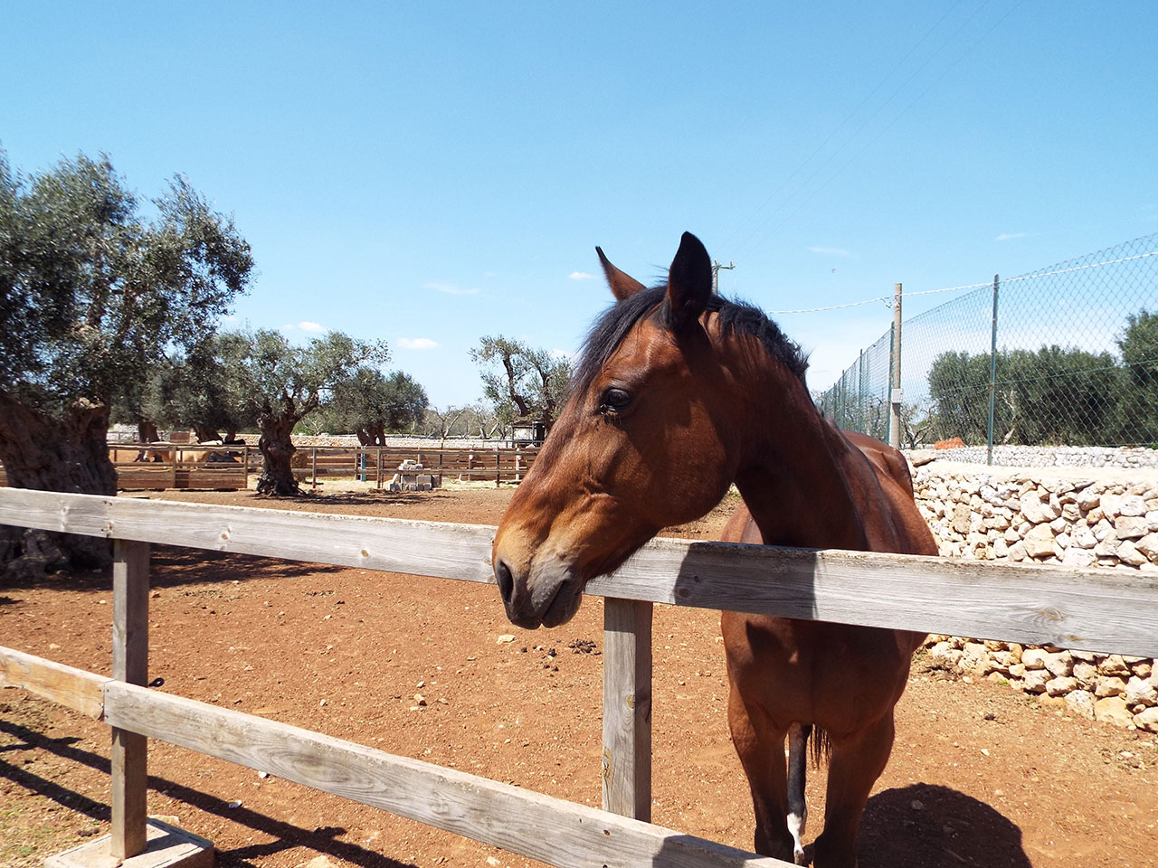 Le differenti razze di cavallo, conosciamo i nostri amici - CTA Delle ...